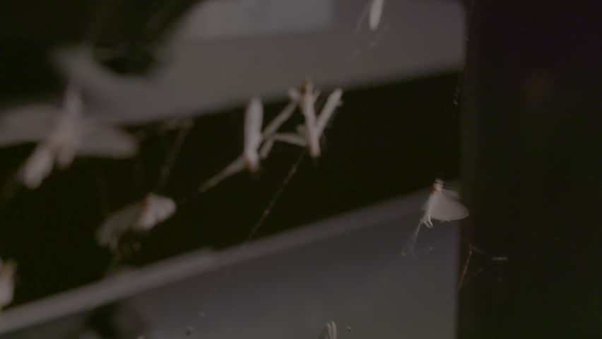 dead mayflies spider's web Stock Footage Video (100% Royalty-free ...