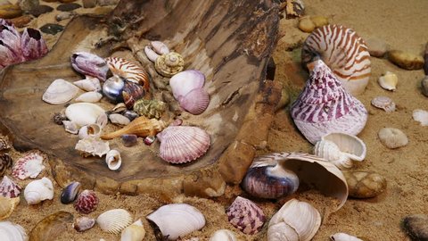 various colorful beautiful shells on beach Stock Footage Video (100% ...
