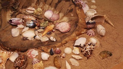 various colorful beautiful shells on beach Stock Footage Video (100% ...