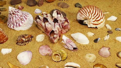 various colorful beautiful shells on beach Stock Footage Video (100% ...