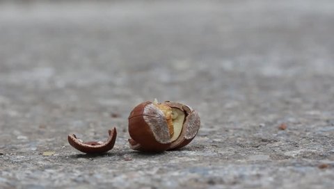 Smashing Hazelnut On Concrete Surface Stock Footage Video (100% Royalty ...