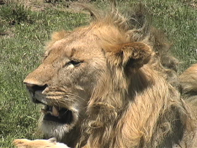 lion resting heat day on serengeti Stock Footage Video (100% Royalty ...