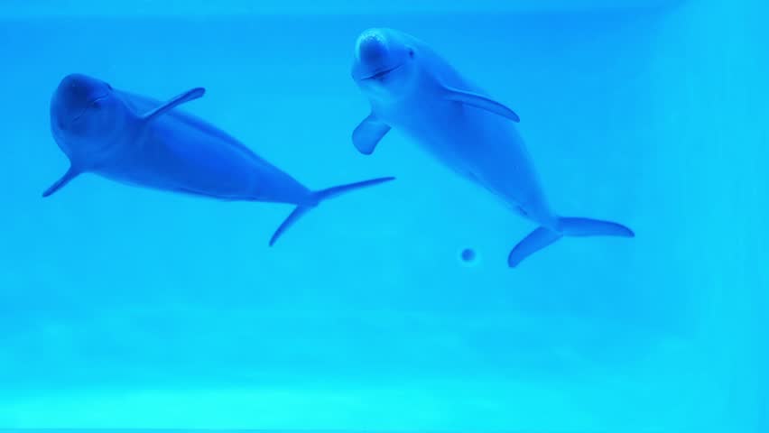 Close-up of two dolphins image - Free stock photo - Public Domain photo ...