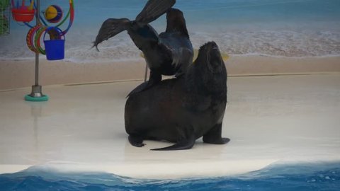 Trained Seals Show Different Tricks Viewers Stock Footage Video (100% ...
