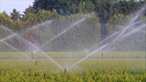 Bug Sprinkler Watering Large Corn Field Stock Footage Video (100% ...
