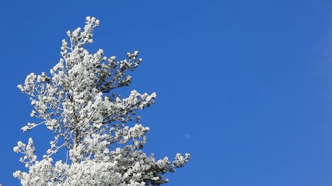 winter scene animated snow loop Stock Footage Video (100% Royalty-free ...