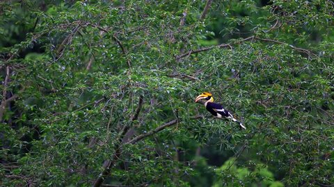 Great Hornbill Eating Fruit Nature Khaoyai Stock Footage Video (100% ...