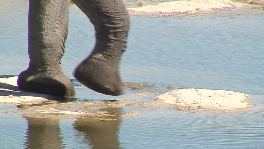 Zoom-out: Elephant Feet in African Stock Footage Video (100% Royalty ...