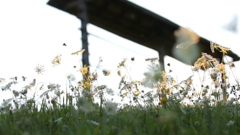 Summer Scene Flowers Hayrack Background Freestanding Stock Footage ...