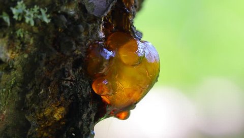 Cherry Resin Bubbles Green Leaf Background Stock Footage Video (100% ...