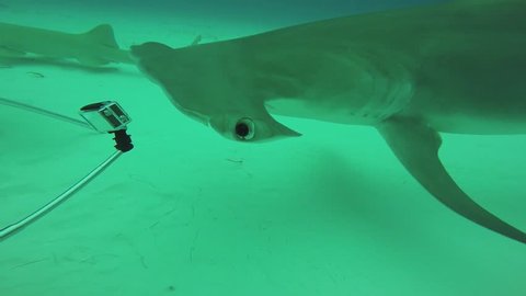 Divers Swimming Hammer Fish Underwater Ocean Stock Footage Video (100% ...