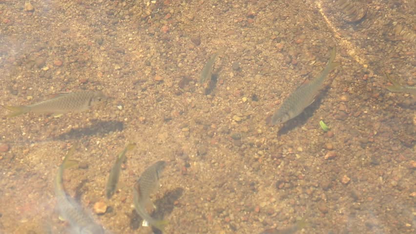 top view fish group swimming river Stock Footage Video (100% Royalty ...