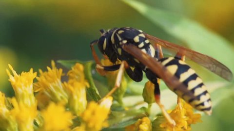 close video yellow-headed fly Stock Footage Video (100% Royalty-free ...