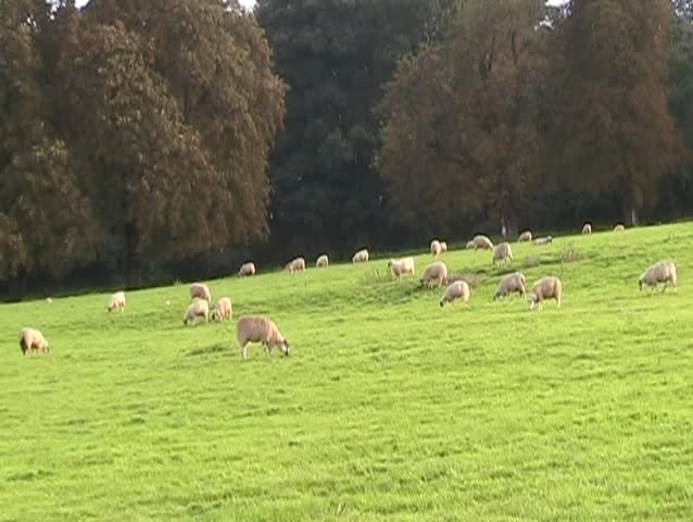 Sheep in the Field. Stock Footage Video (100% Royalty-free) 17775 ...