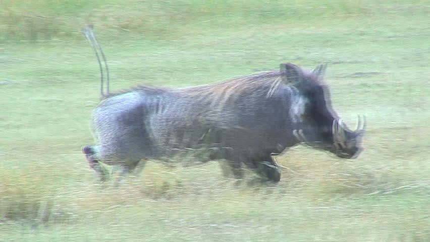 african warthog running Stock Footage Video (100% Royalty-free) 1778198 ...