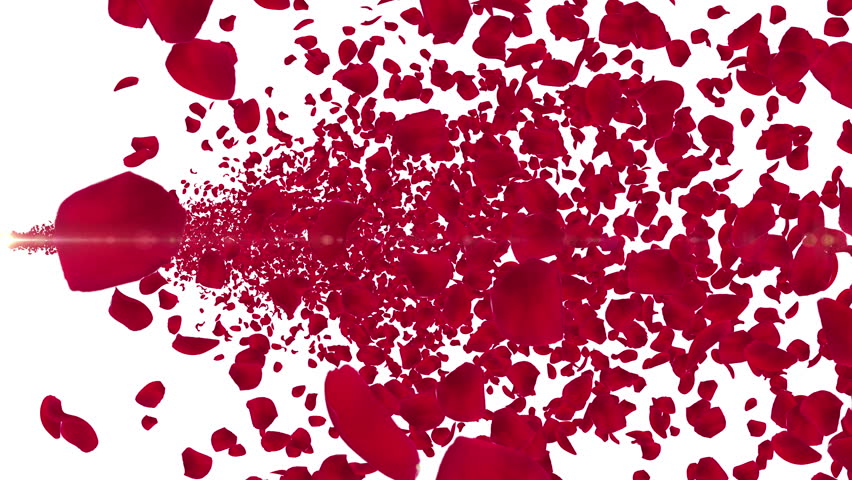 Rose Flower Petals Lens Flares Stock Footage Video (100% Royalty-free ...