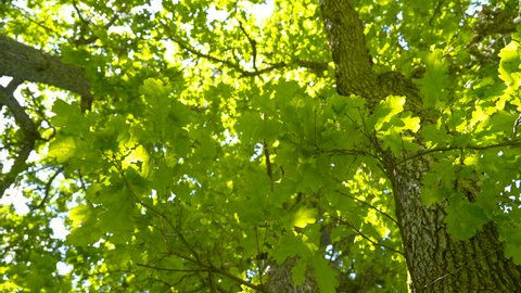 Tetraclinis Arar Araar Sictus Tree Genus Stock Footage Video (100% ...