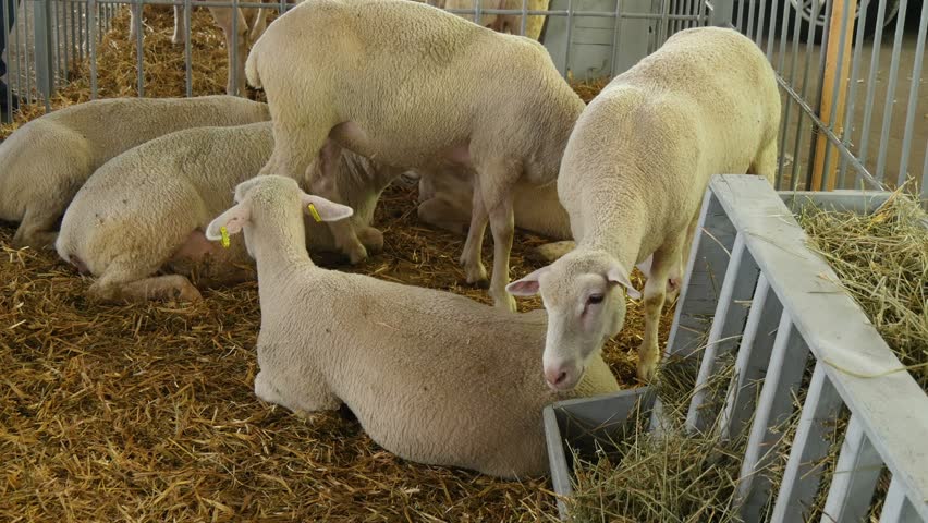 4k beautiful white sheep stall on Stock Footage Video (100% Royalty ...