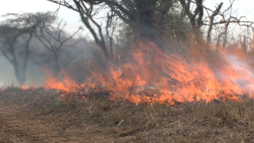 wildfire raging south african savanna Stock Footage Video (100% Royalty ...