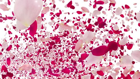 Rose Flower Petals Lens Flares Particles Stock Footage Video (100% ...