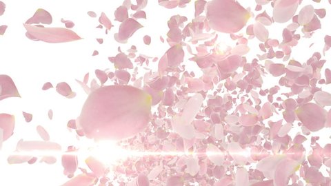 Rose Flower Petals Lens Flares Stock Footage Video (100% Royalty-free ...