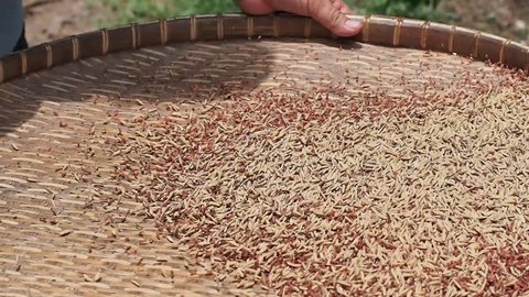 Winnowing By Hand Stock Footage Video (100% Royalty-free) 17891983 ...