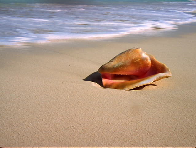 conch shell on beach Stock Footage Video (100% Royalty-free) 1789265 ...