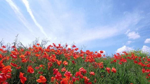 Forest Behind Poppy Field Lovely Nature Stock Photo (Edit Now) 1089088277