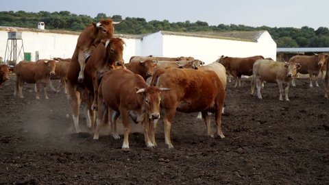 Mating Seasoncattle Bull Mount Cow Cow Stock Footage Video (100% ...