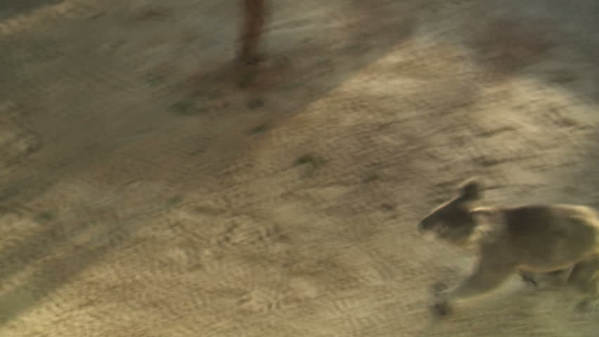 koala running around ground Stock Footage Video (100% Royalty-free ...