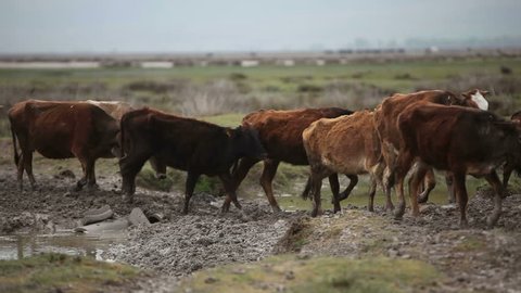 Mating Seasoncattle Bull Mount Cow Cow Stock Footage Video (100% ...