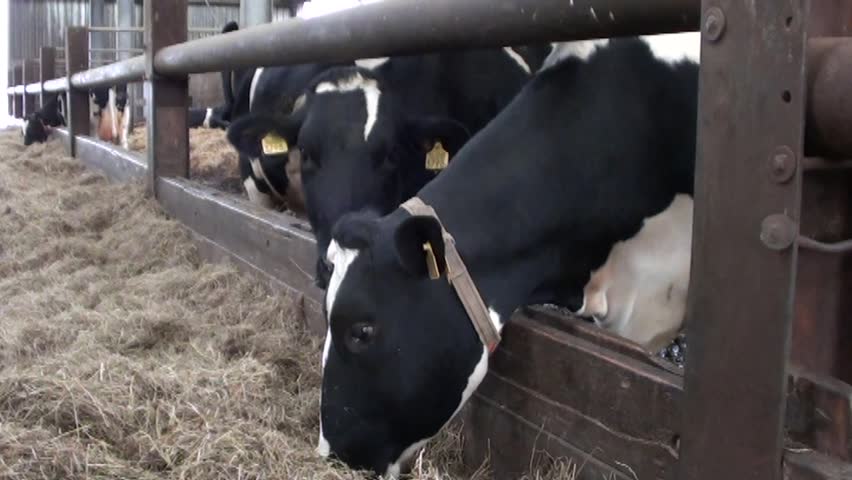 holstein cows stable Stock Footage Video (100% Royalty-free) 1795109 ...