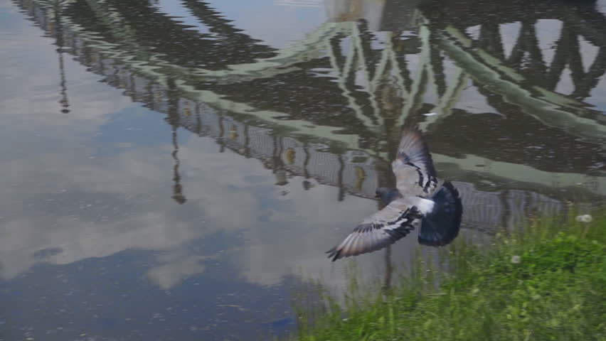 doves fly over surface lake water Stock Footage Video (100% Royalty ...