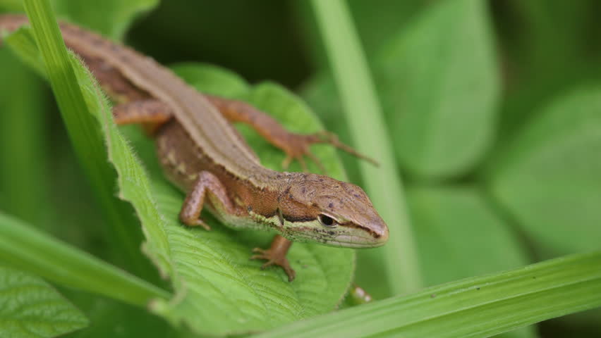 japanese grass lizard takydromus tachydromoides Stock Footage Video ...