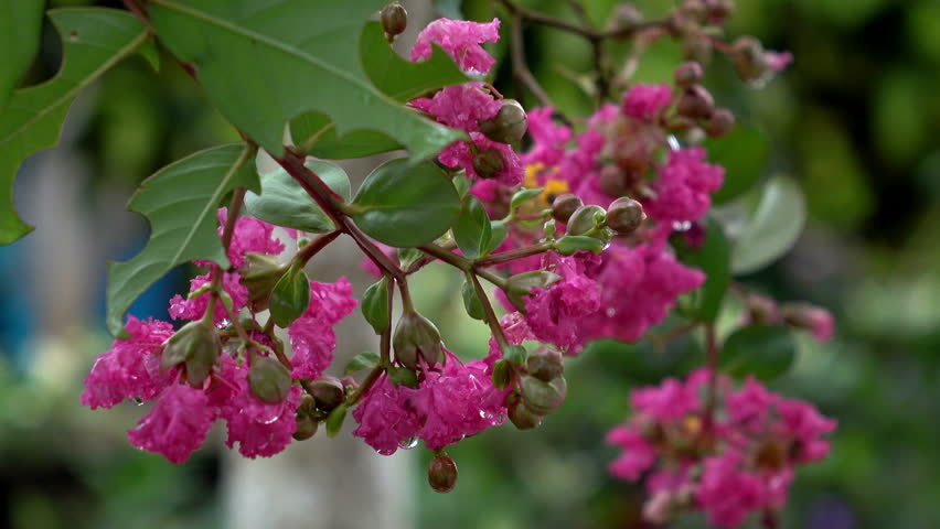 2 Crepe myrtle seed pod Stock Video Footage - 4K and HD Video Clips ...