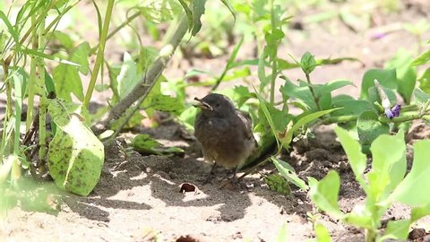 Baby Bird Black Redstart Natural Habitat Stock Footage Video (100% ...