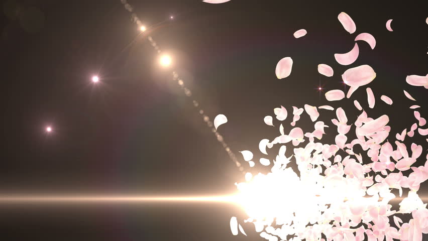rose flower petals lens flares 30 Stock Footage Video (100% Royalty ...
