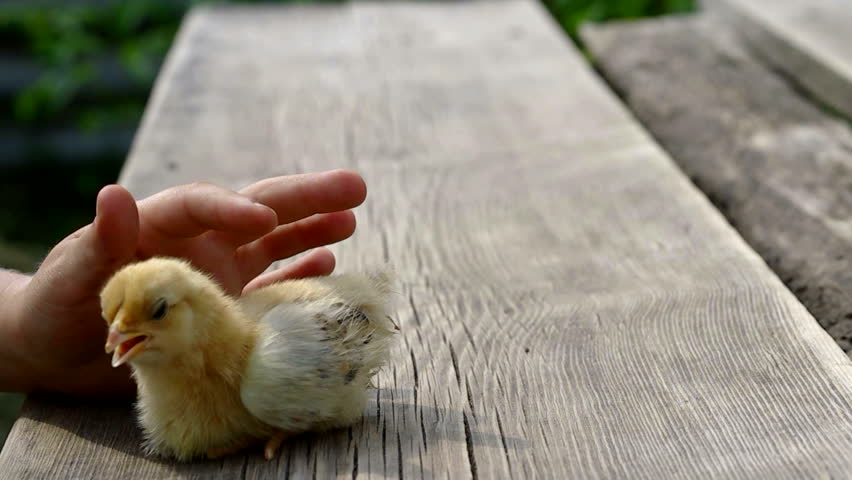 Childs Hand Stroking a Chicken Stock Footage Video (100% Royalty-free ...