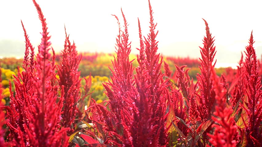 Burgundy Colored Flowers in a Stock Footage Video (100% Royalty-free ...