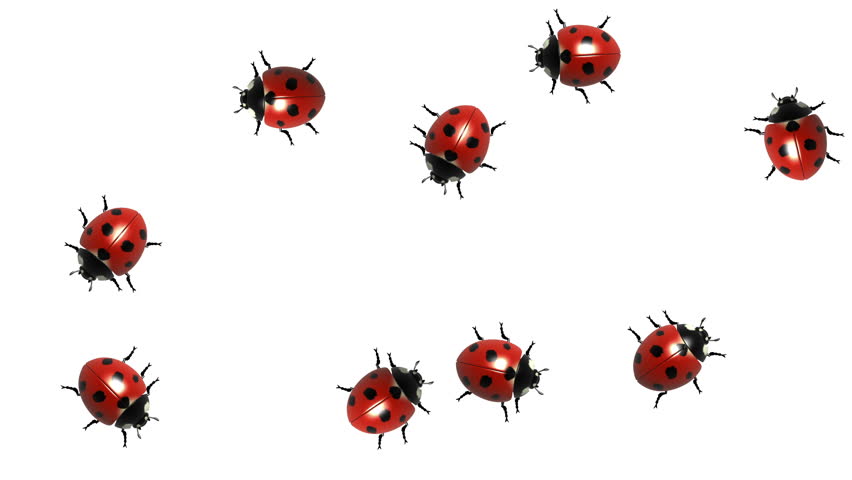 swarm ladybugs cg animated on white Stock Footage Video (100% Royalty ...