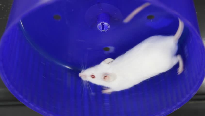 Rat Running On Wheel Stock Footage Video (100% Royalty-free) 1811114 ...