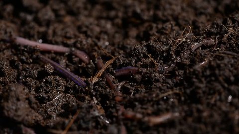 Close Group Earthworm Stock Footage Video (100% Royalty-free) 18122485 ...