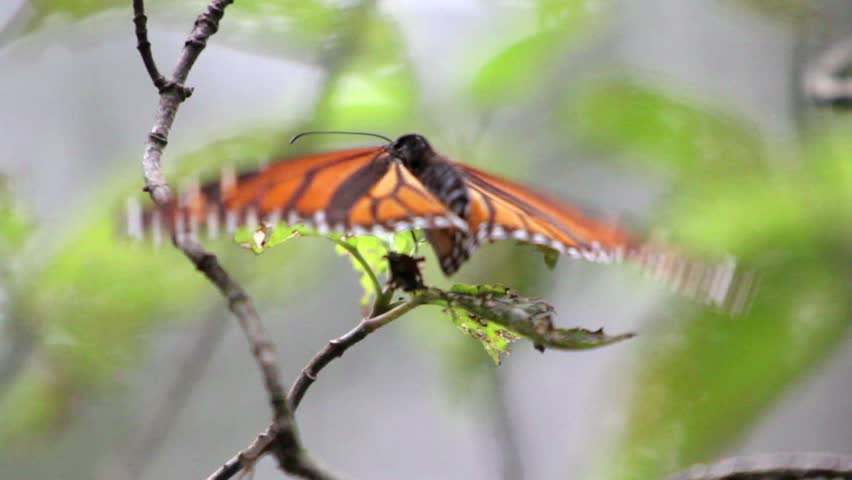 detailed butterfly moving wings slow motion Stock Footage Video (100% ...