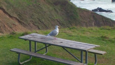 Lone Seagull Standing On Picnic Table Stock Footage Video (100% Royalty ...