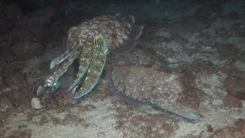 Oman, Diving the Arabian Sea, Stock Footage Video (100% Royalty-free ...