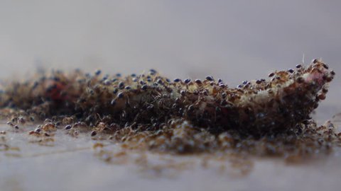 Many Angry Ants Eating Dead Insect Stock Footage Video (100% Royalty ...
