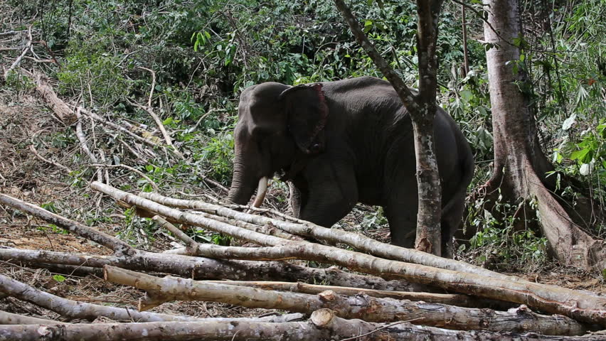 Elephant Carrying Log Stock Video Footage - 4K and HD Video Clips ...