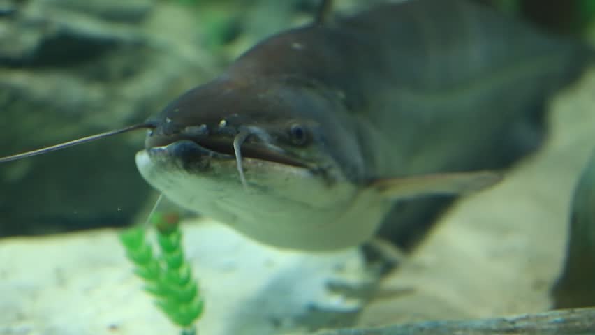 Black Sheatfish, Wallago Micropogon Stock Footage Video (100% Royalty ...