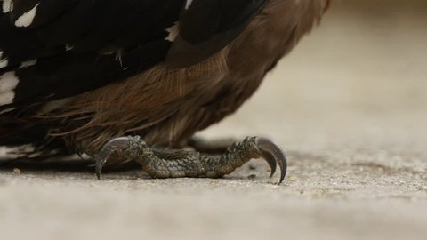 Powerful Feet Talons Great Spotted Woodpecker Stock Footage Video (100% ...