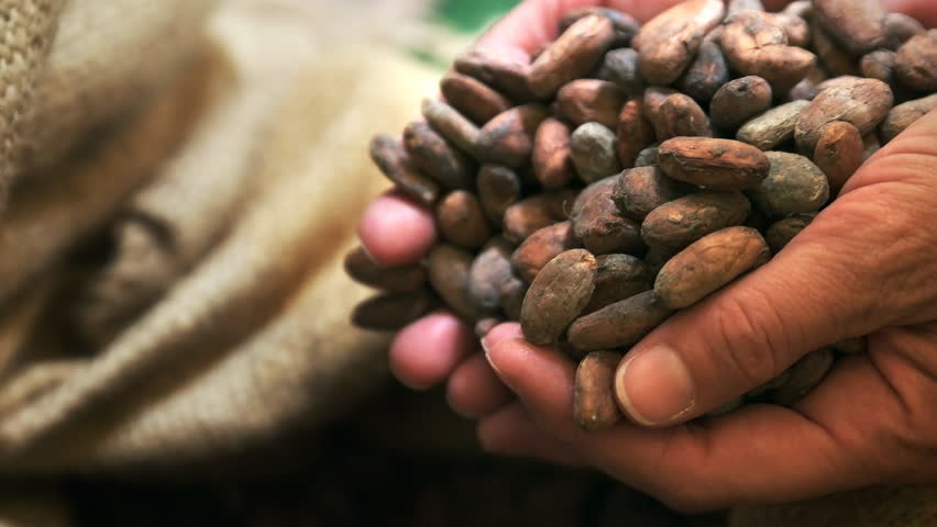 168 Jute tree Stock Video Footage - 4K and HD Video Clips | Shutterstock